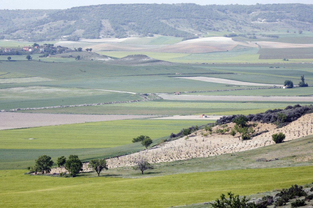POBLACIÓN DE CERRATO | Cerrato Palentino